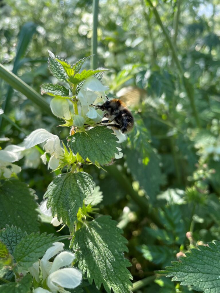 Inheemse planten: waarom zijn ze belangrijk? - www.thegreenlist.nl