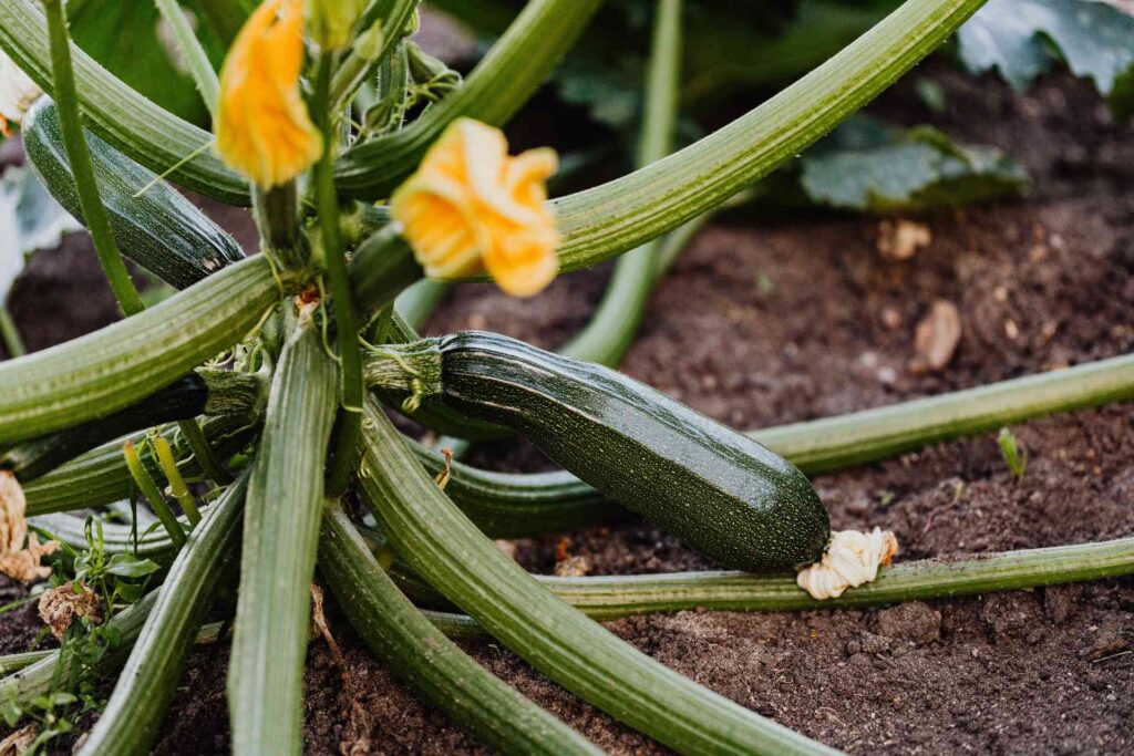 Wintertijd = dé tijd voor het maken van een moestuinplanning - www ...