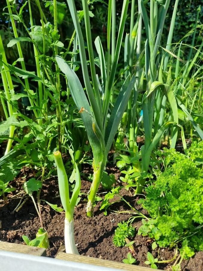 Kontjes en stronkjes: deze groenten kun je opnieuw laten groeien - www ...