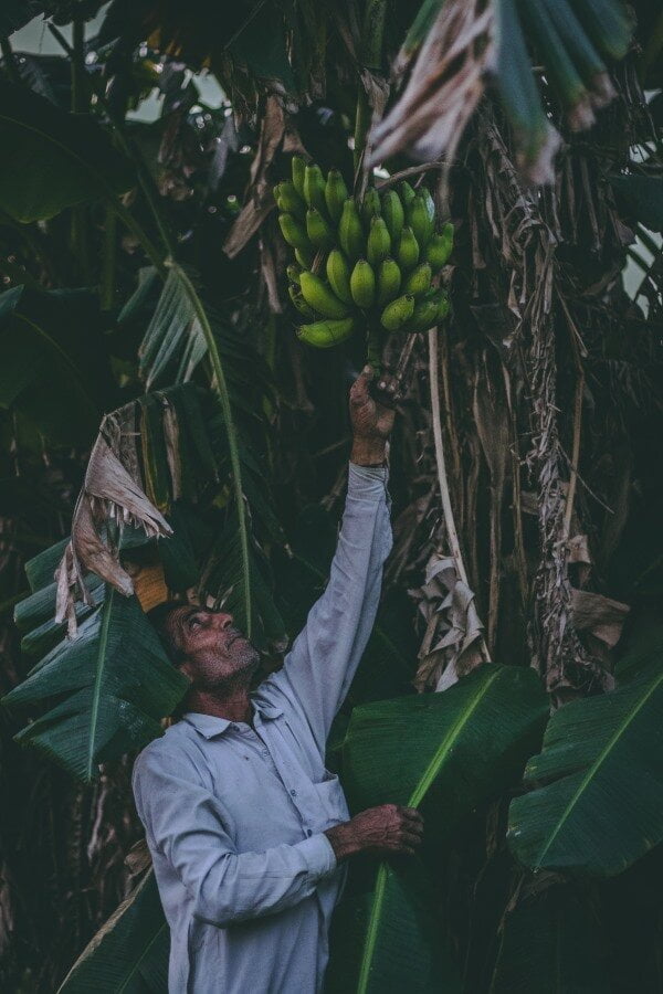 Hoe duurzaam is een banaan op je fruitschaal? - www.thegreenlist.nl