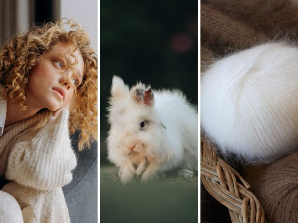 Is there sustainable angora wool without animal suffering? - www ...